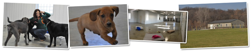 Dog Boarding Iowa City Iowa | Half Moon Kennels